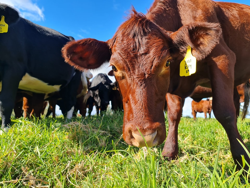 Small Beef Pack - Farmer Butcher